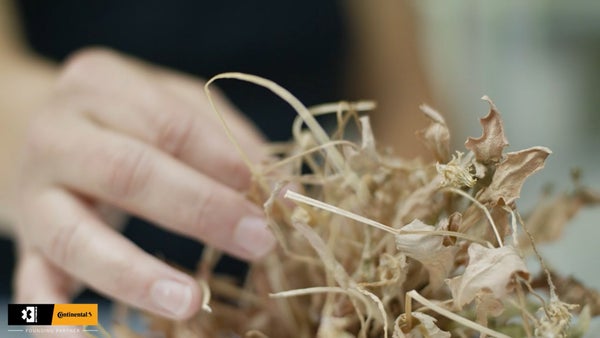 Taraxagum, l'alternativa sostenibile alla gomma